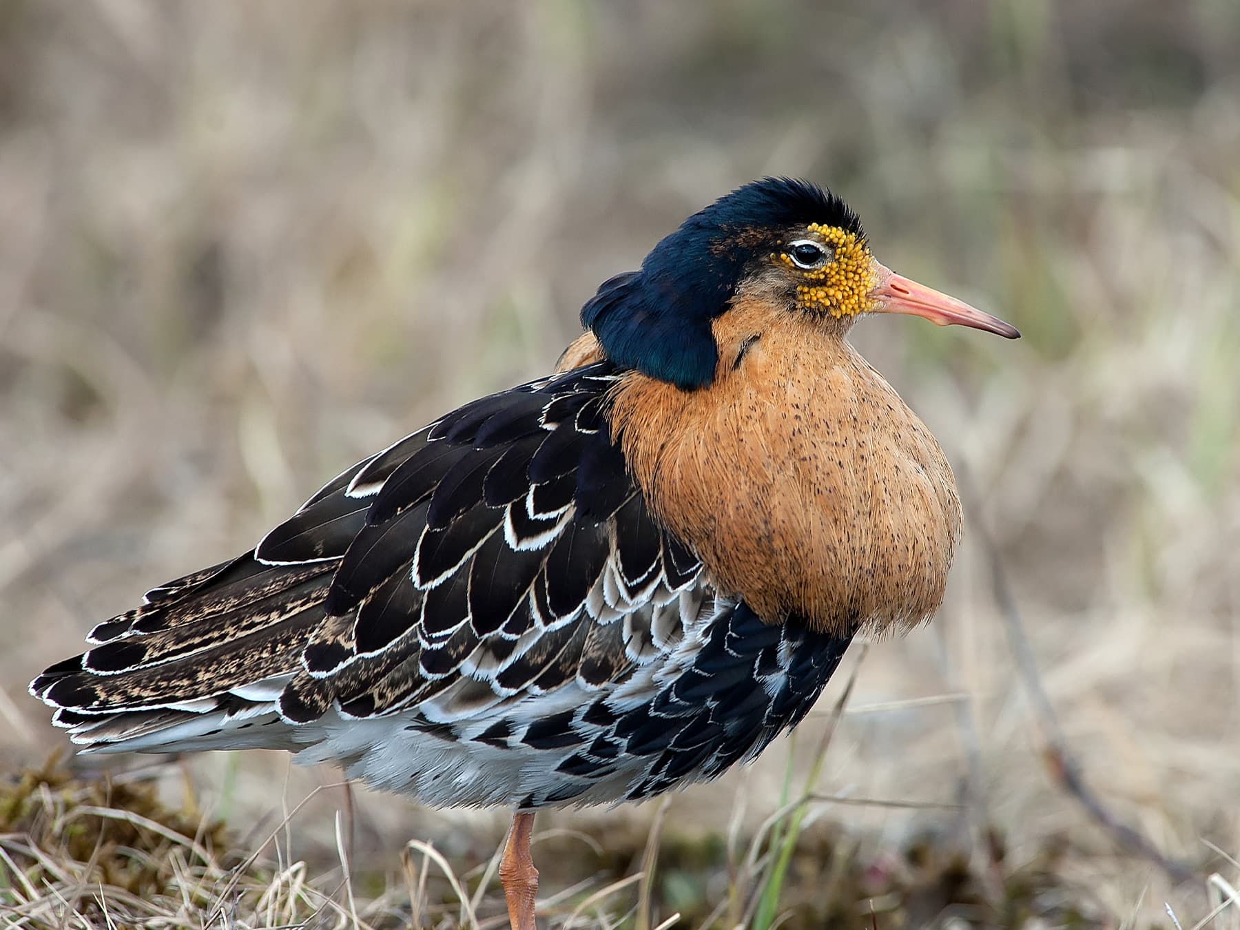Ruff | Birdfact