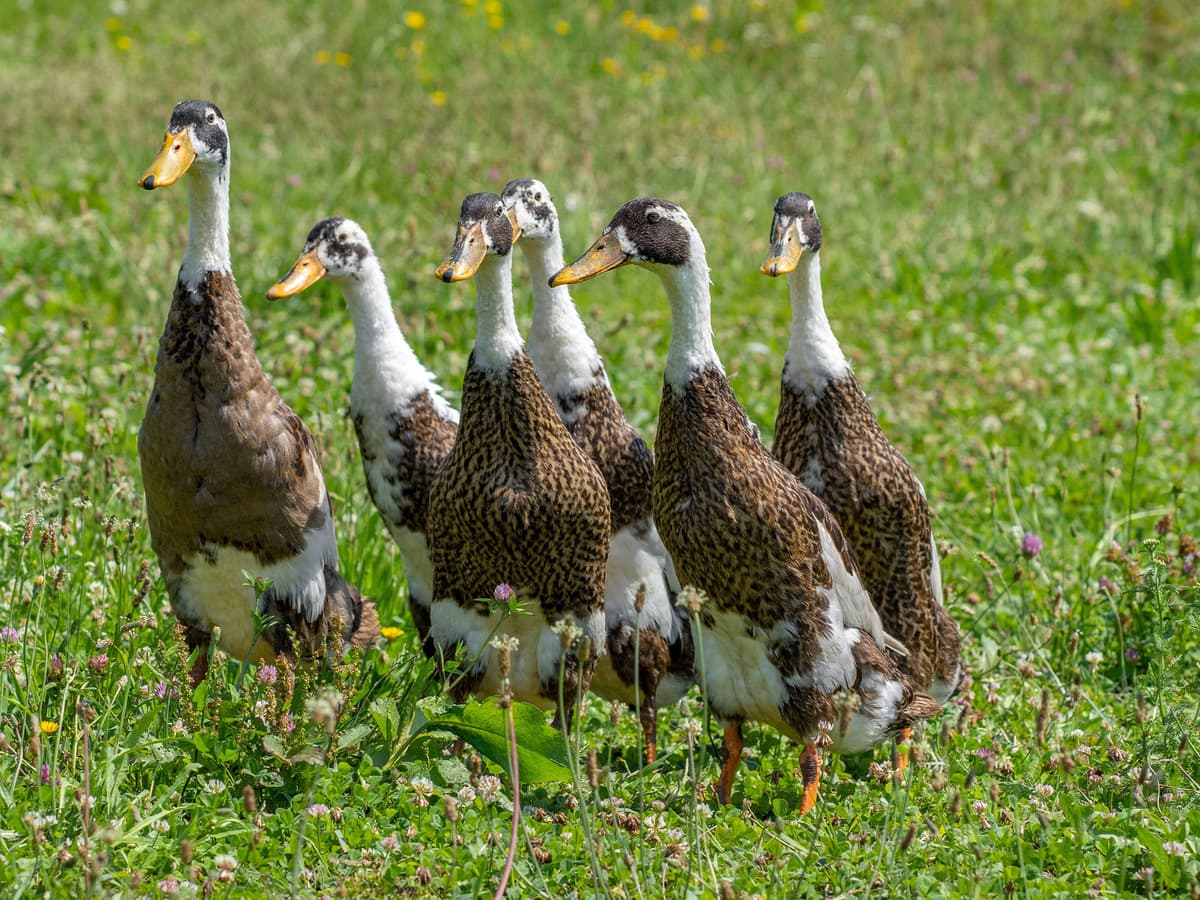 How Long Do Ducks Live? An In-depth Guide of Duck Lifespan | Birdfact