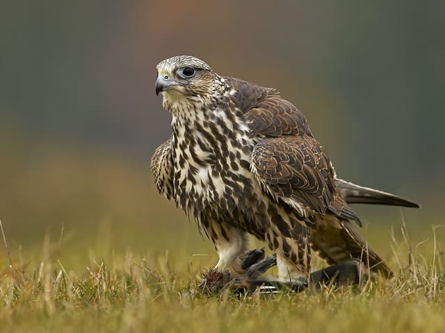 Falcons (Falconidae) | Birdfact