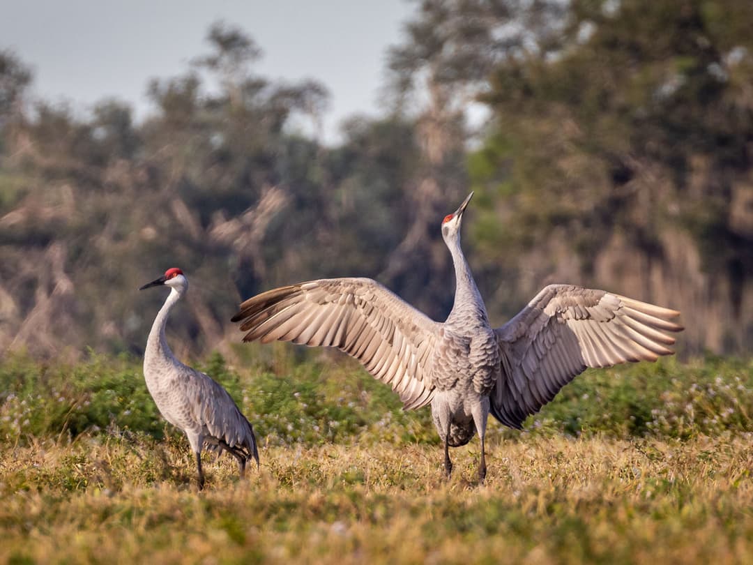 Female Sandhill Cranes (Male vs Female Identification) | Birdfact
