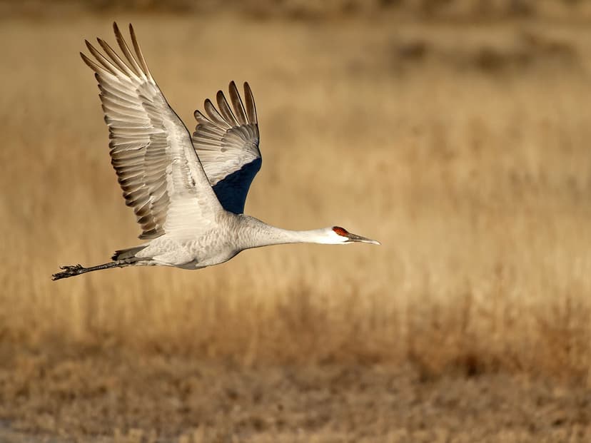 Female Sandhill Cranes (Male vs Female Identification) | Birdfact
