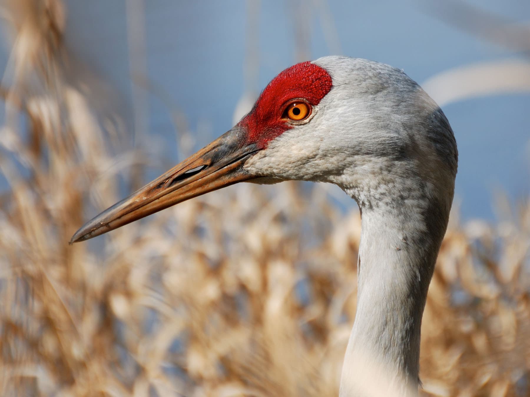How Long Do Sandhill Cranes Live? (Sandhill Crane Lifespan) | Birdfact
