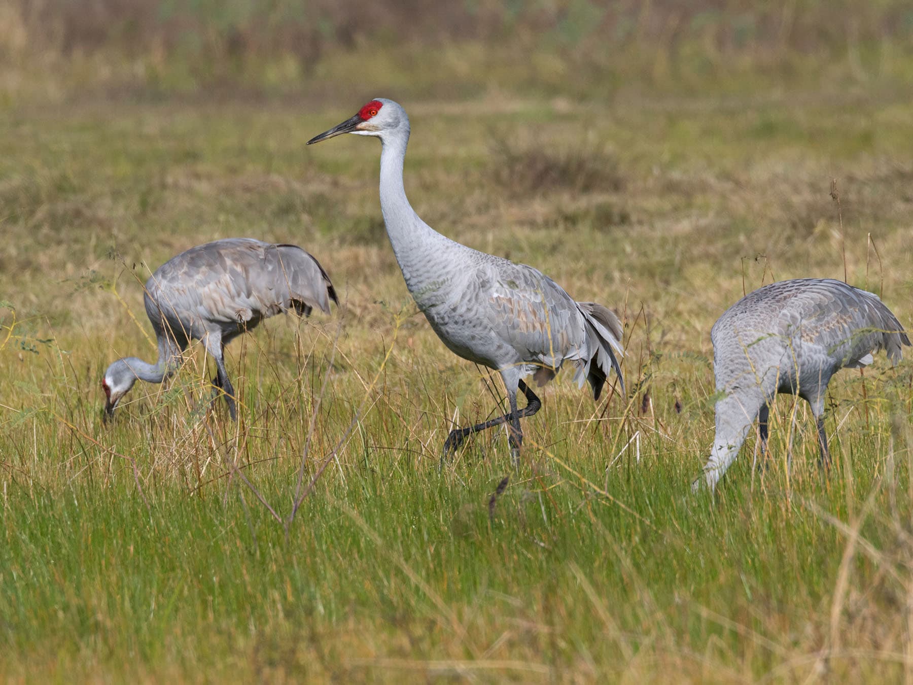 Female Sandhill Cranes (Male vs Female Identification) | Birdfact