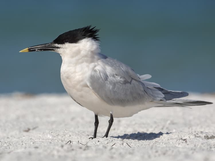 Sandwich Tern | Birdfact