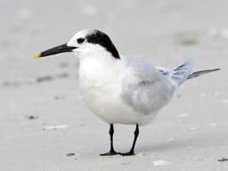 Sandwich Tern | Birdfact