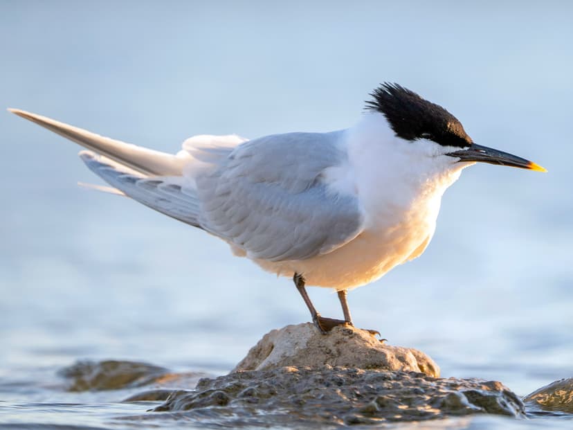Sandwich Tern | Birdfact