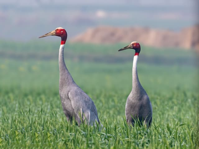 What Is A Group Of Cranes Called? (Complete Guide) | Birdfact