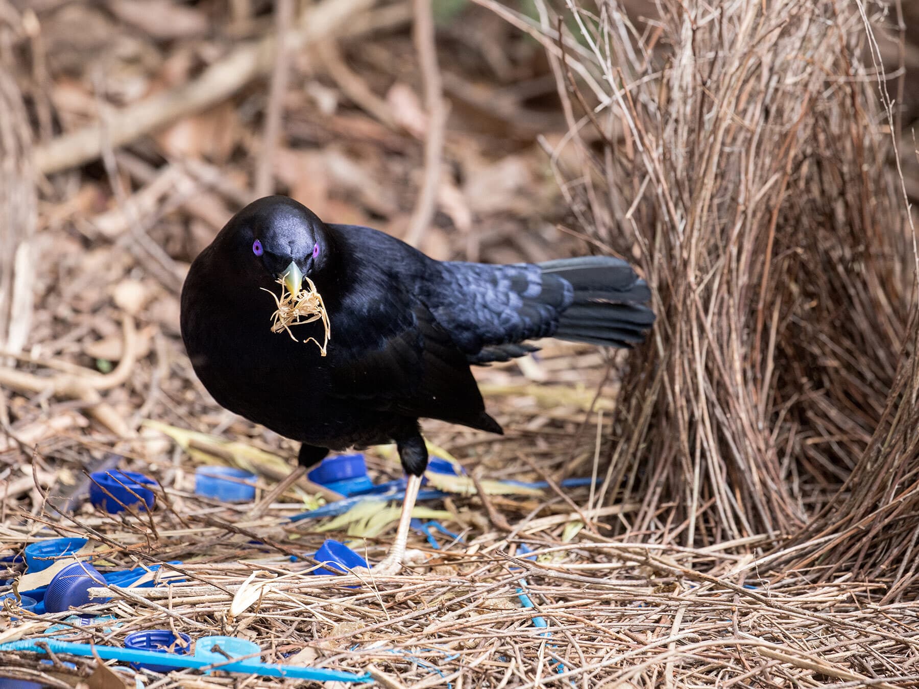 Do Crows Like Shiny Things? (What About Magpies + Myths Debunked ...