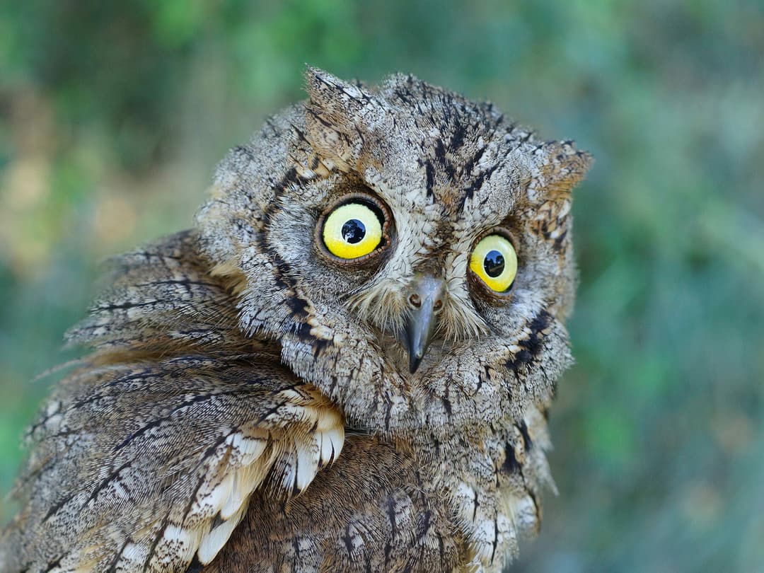Owls (Strigidae) | Birdfact