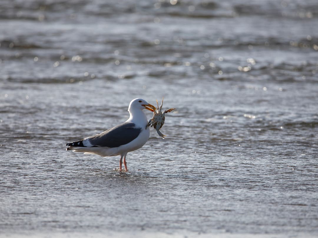 What Do Seagulls Actually Eat? Diet Secrets of These Clever Scavengers ...