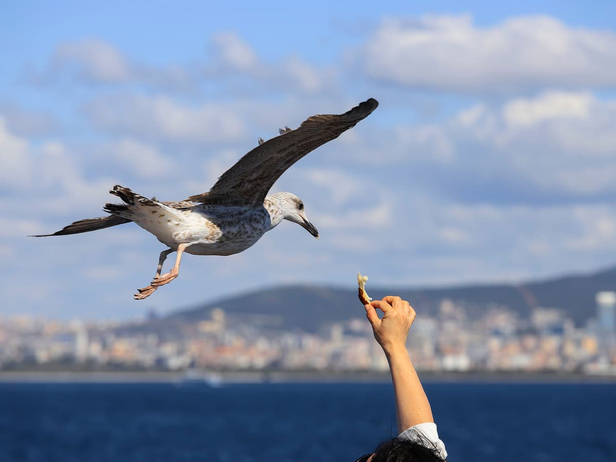 What Do Seagulls Actually Eat? Diet Secrets of These Clever Scavengers ...