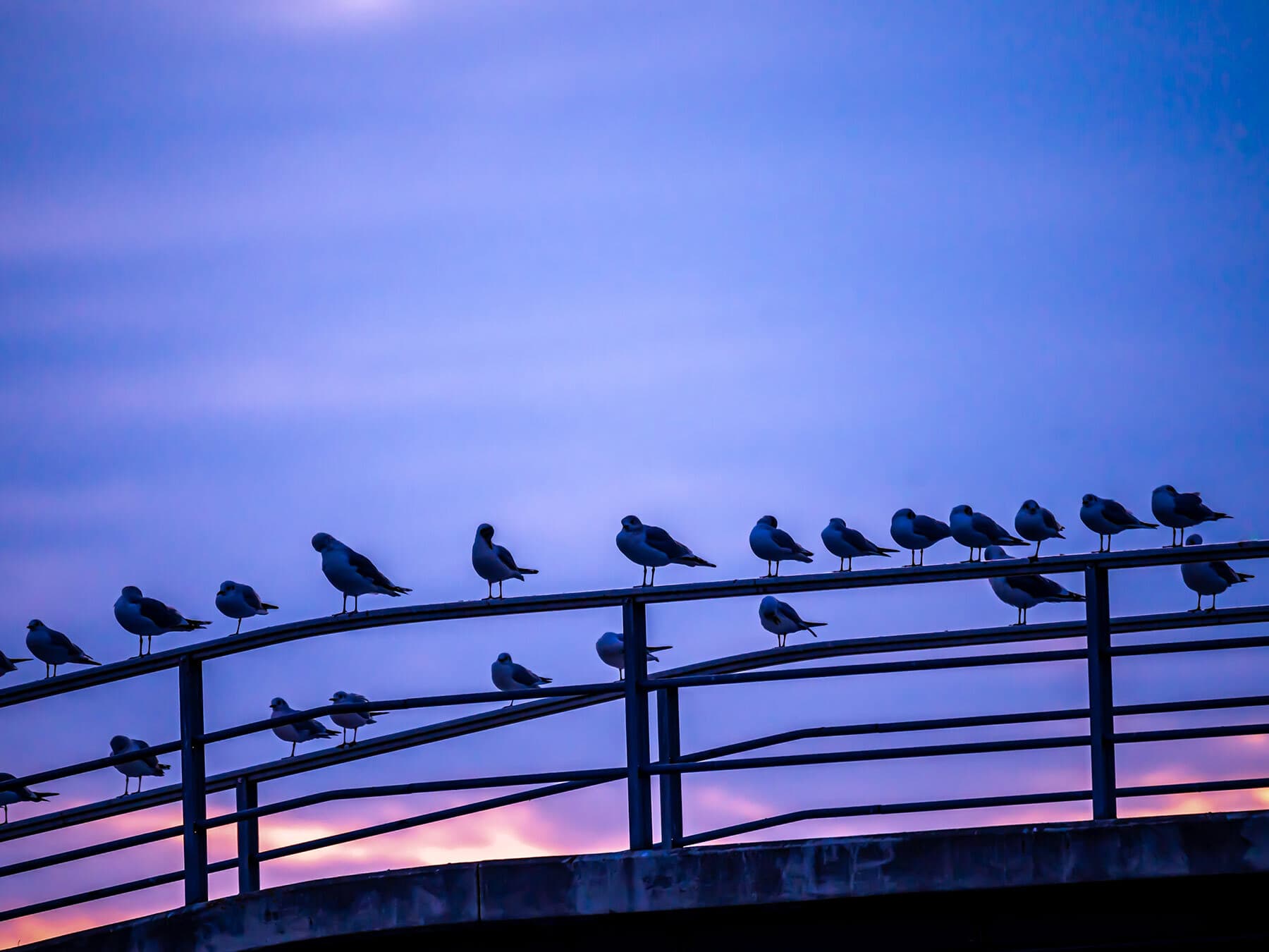 Where Do Seagulls Sleep? (Location, Habits and Behavior) | Birdfact