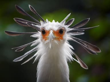 Secretarybird | Birdfact