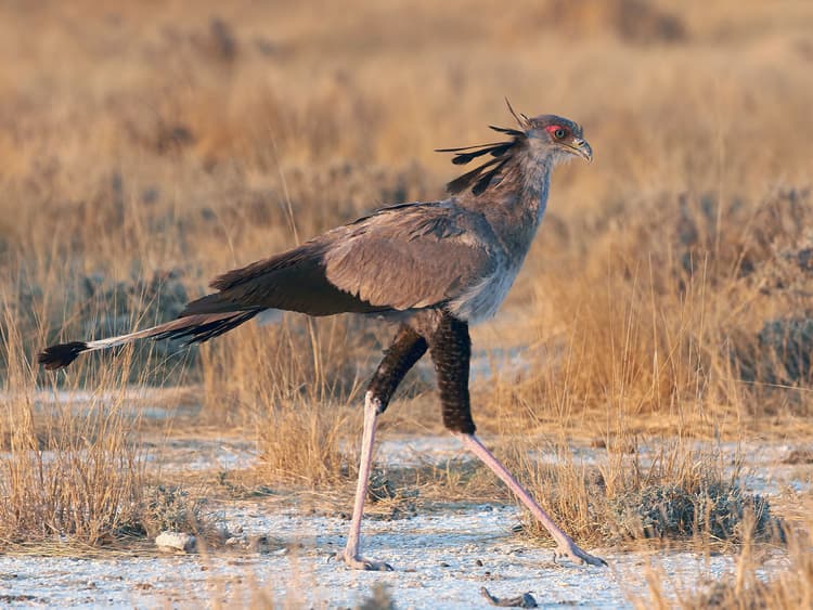 different types of feet and their functions | Birdfact