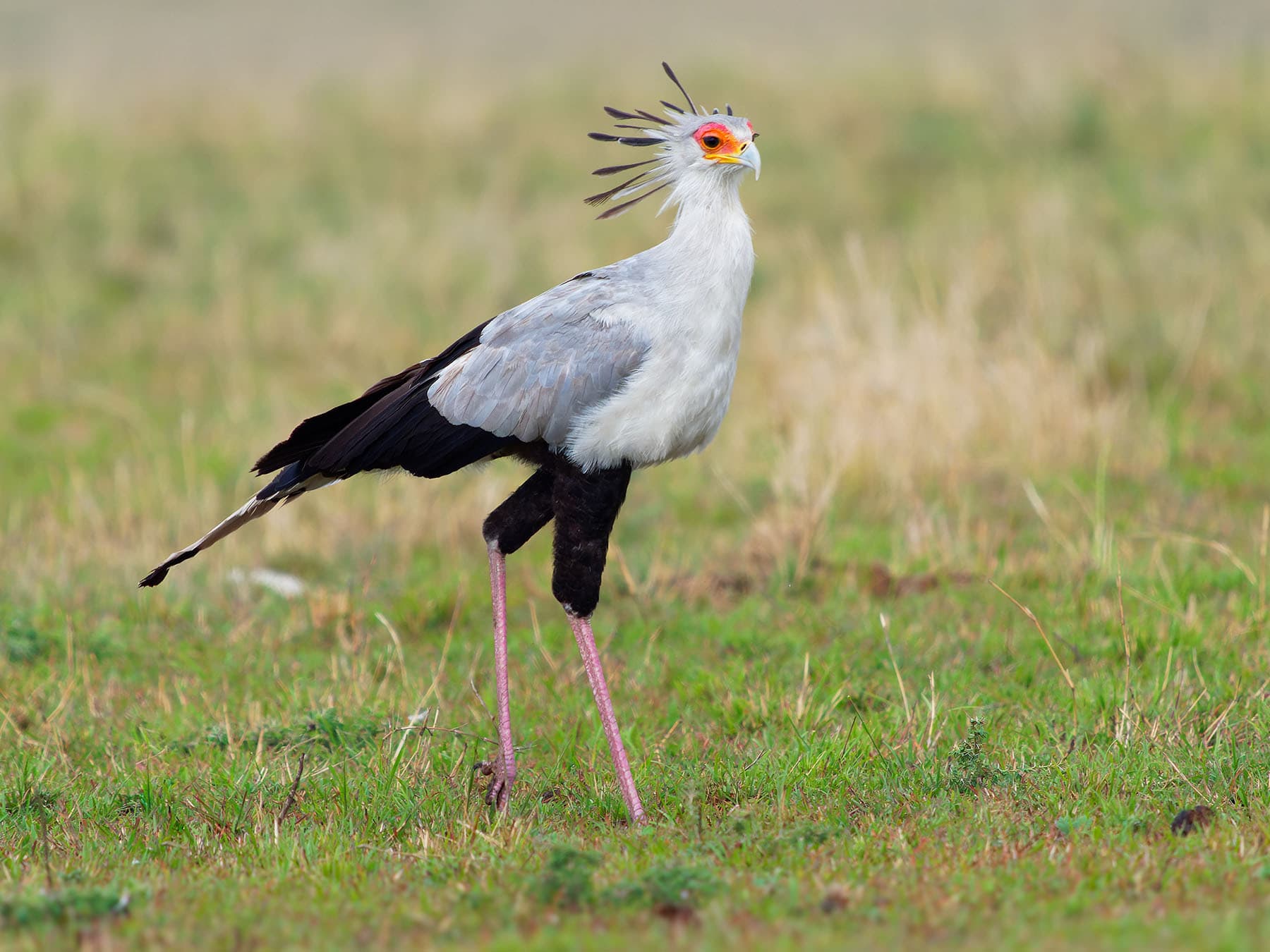 Secretarybird | Birdfact