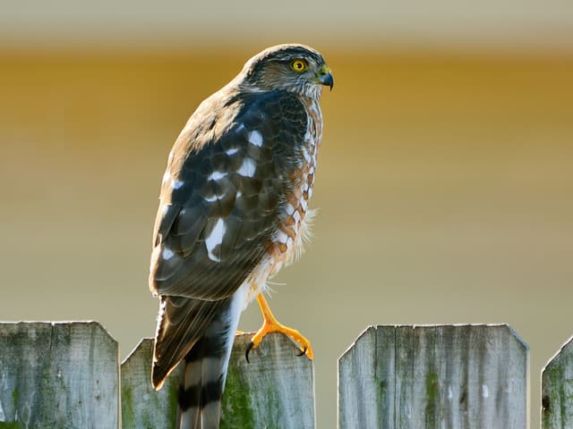 Juvenile Sharp-shinned Hawks (Identification Guide with Pictures ...