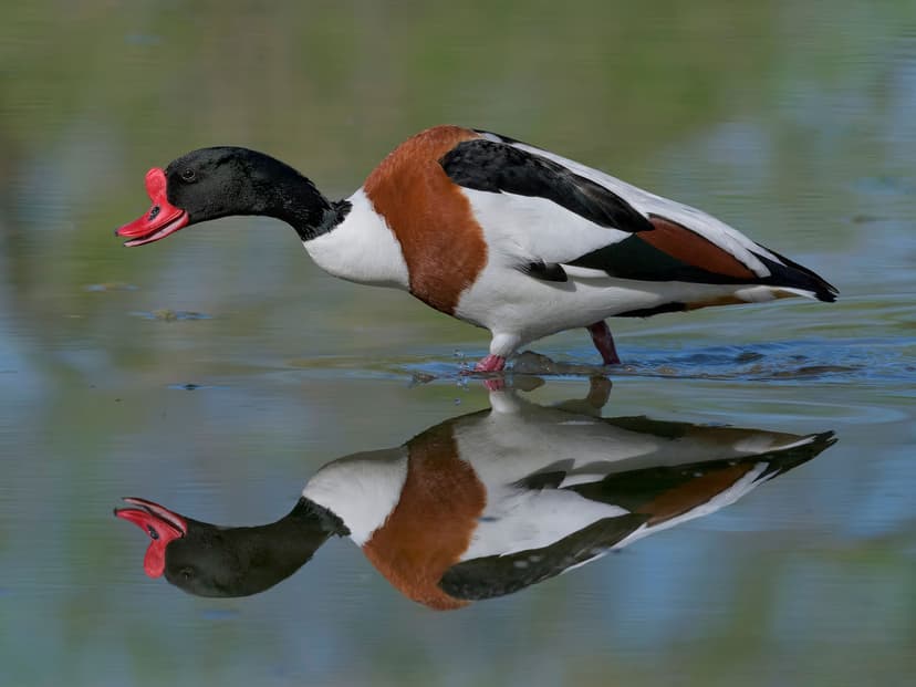 Common Shelduck | Birdfact