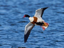 Common Shelduck | Birdfact