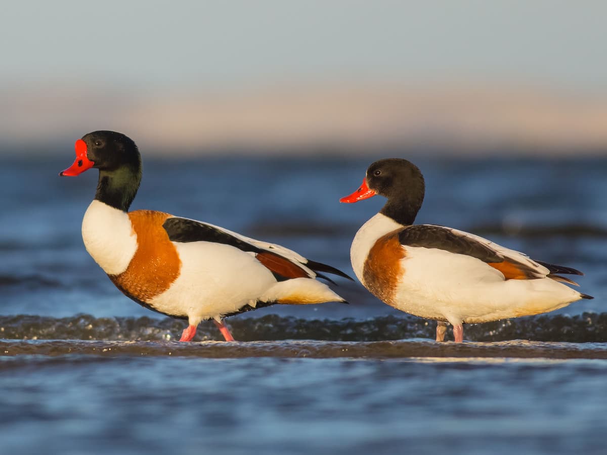 Common Shelduck | Birdfact