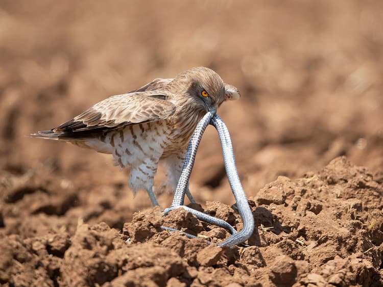 diets across species | Birdfact