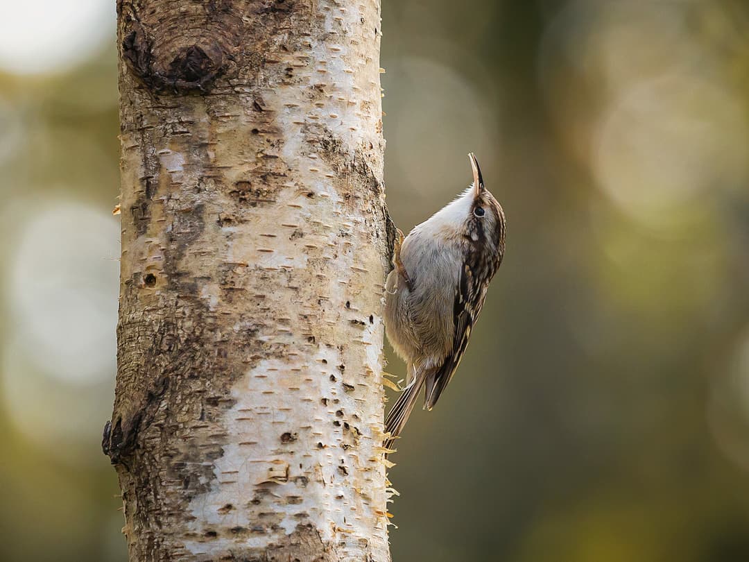 Treecreeper | Birdfact