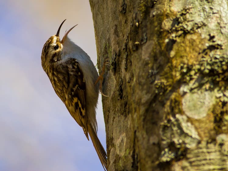 Short-toed Treecreeper | Birdfact