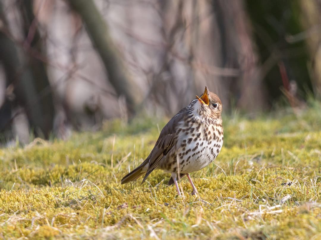 Thrushes In The UK (Complete Guide with Pictures) | Birdfact