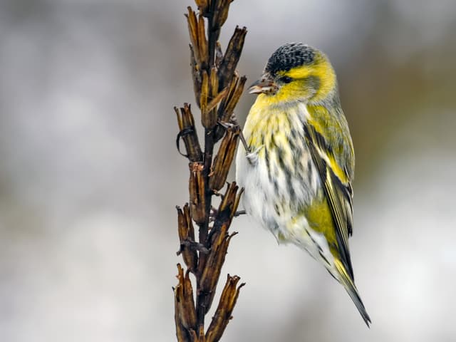 Yellow Birds In The UK (Complete Guide with Pictures) | Birdfact
