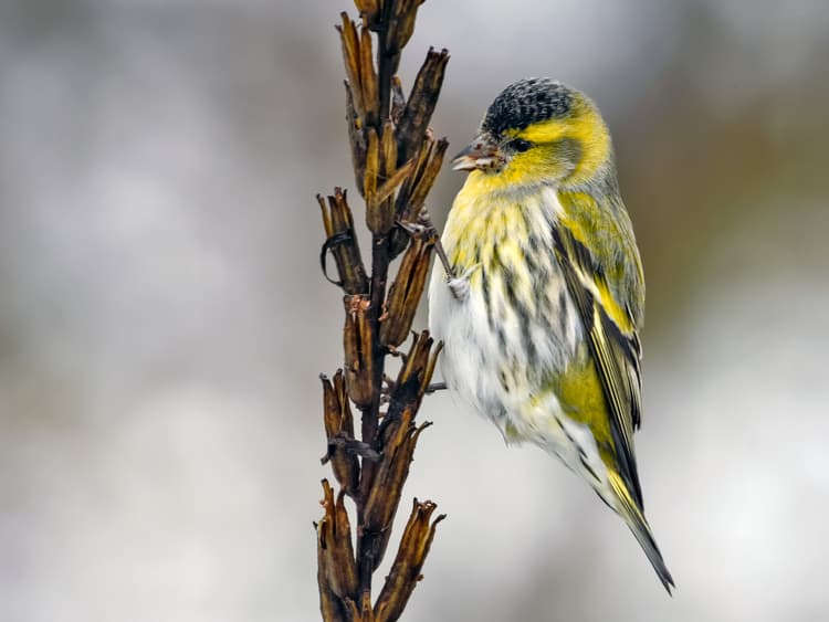 Yellow Birds In The UK (Complete Guide with Pictures) | Birdfact