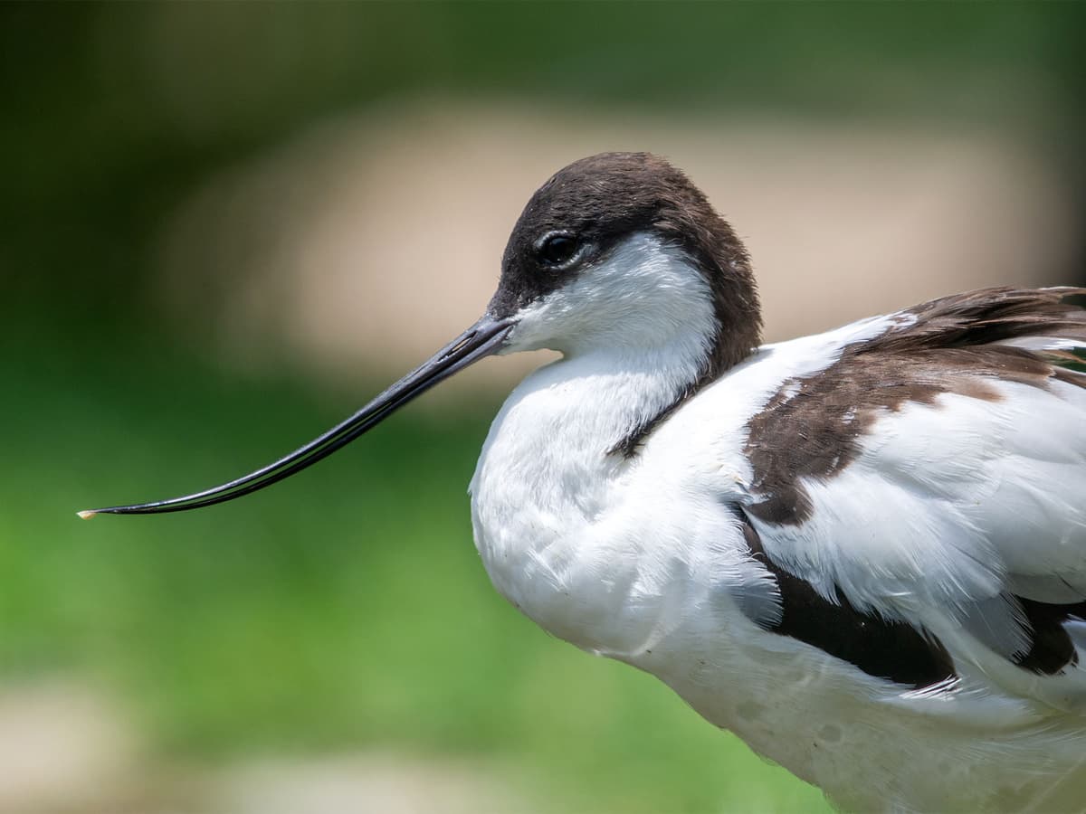 skull structure and adaptations | Birdfact