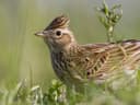 Eurasian Skylark | Birdfact