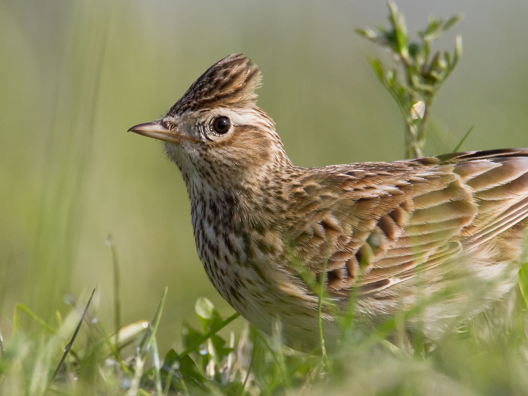 Eurasian Skylark | Birdfact