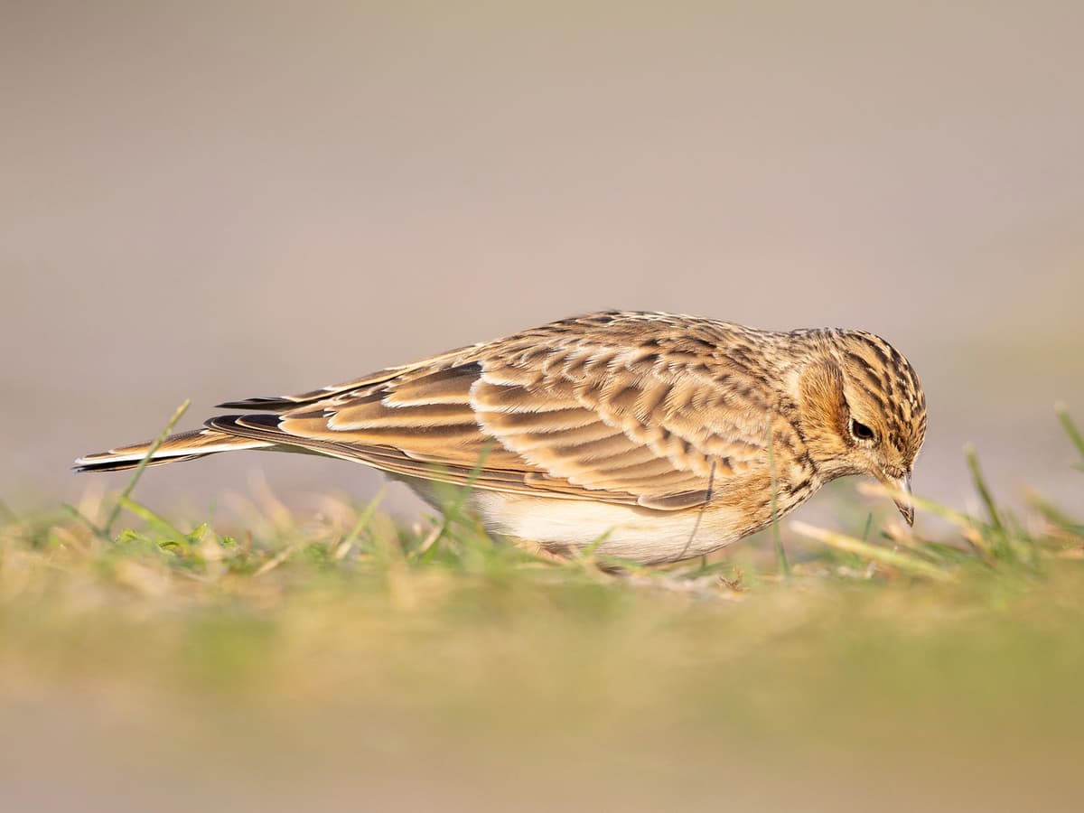 Eurasian Skylark | Birdfact