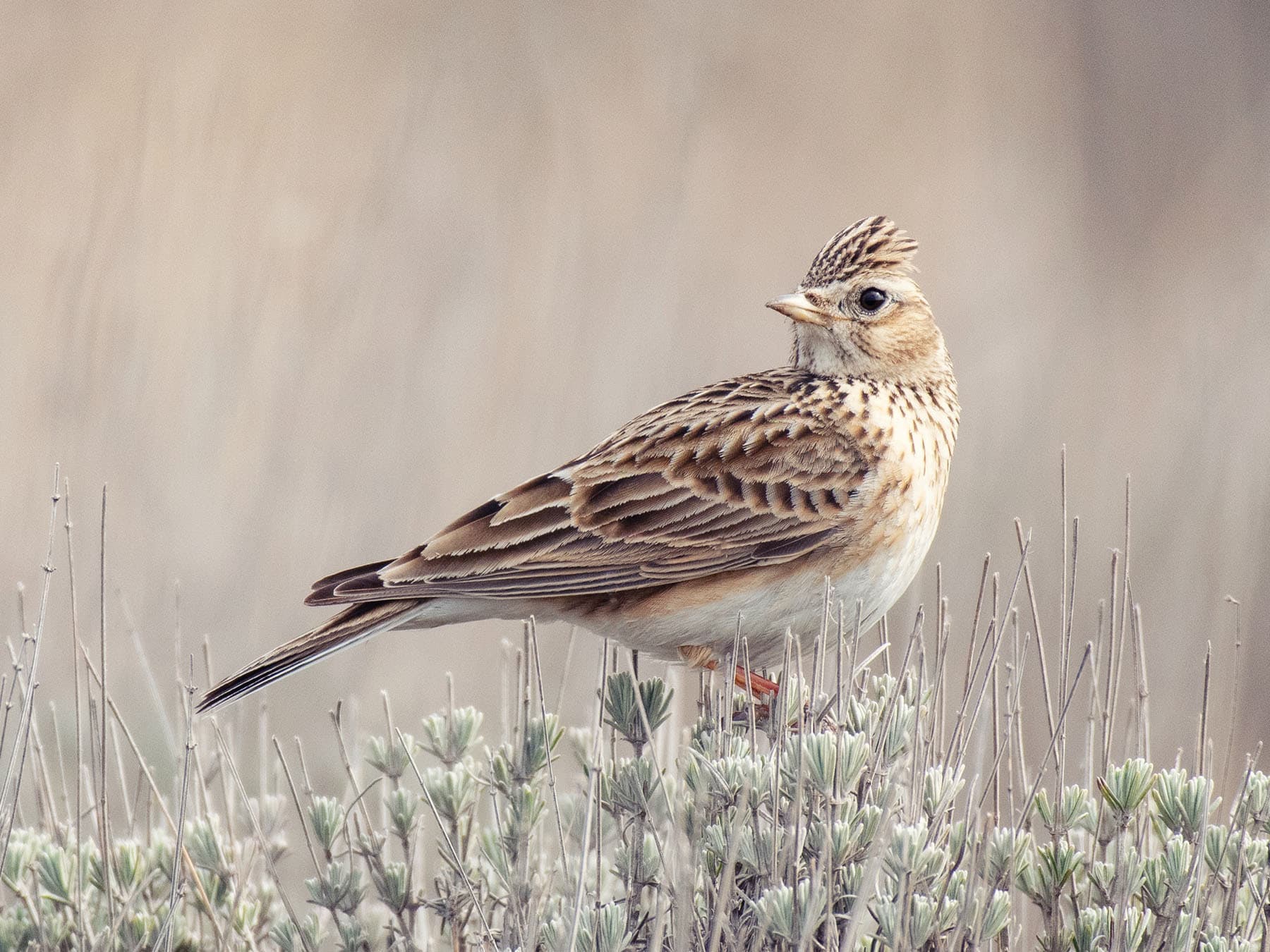 Eurasian Skylark | Birdfact