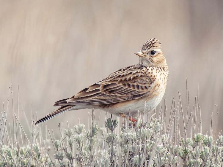Eurasian Skylark | Birdfact