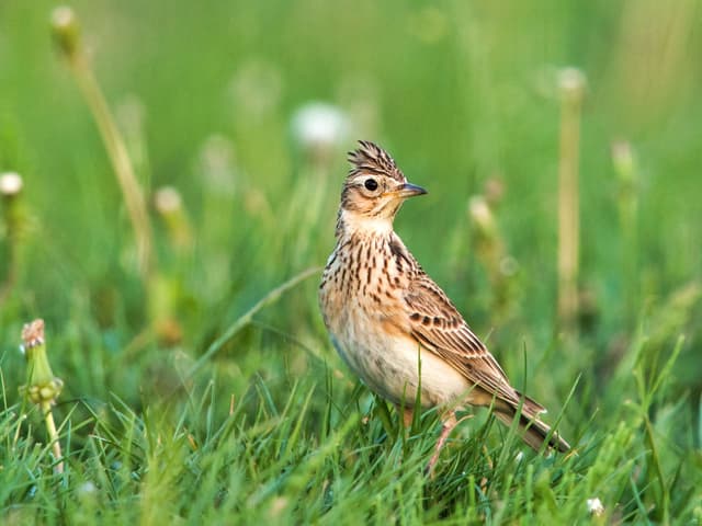 Eurasian Skylark | Birdfact