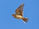 Eurasian Skylark | Birdfact