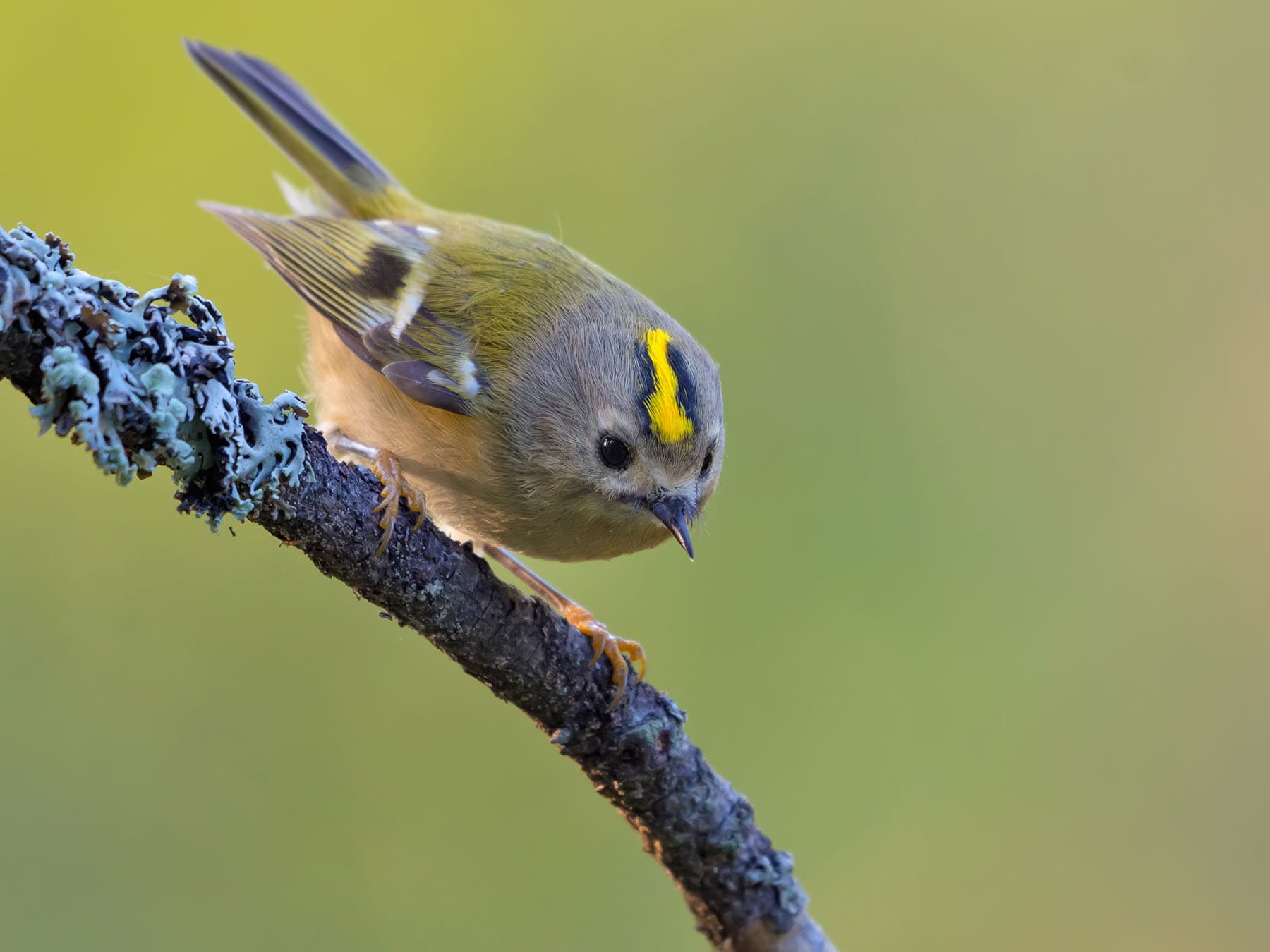 23 Common Garden Birds in the UK (Full Guide with Pictures) | Birdfact