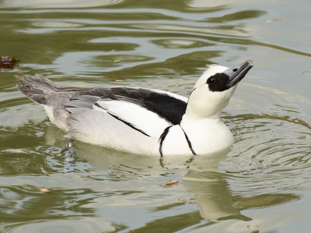 Smew | Birdfact