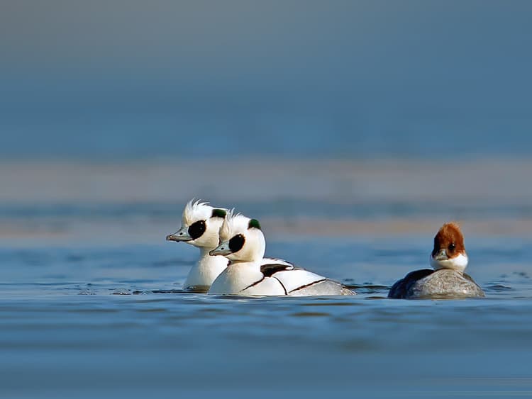 Smew | Birdfact