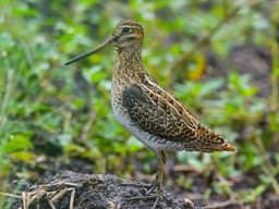 Common Snipe | Birdfact