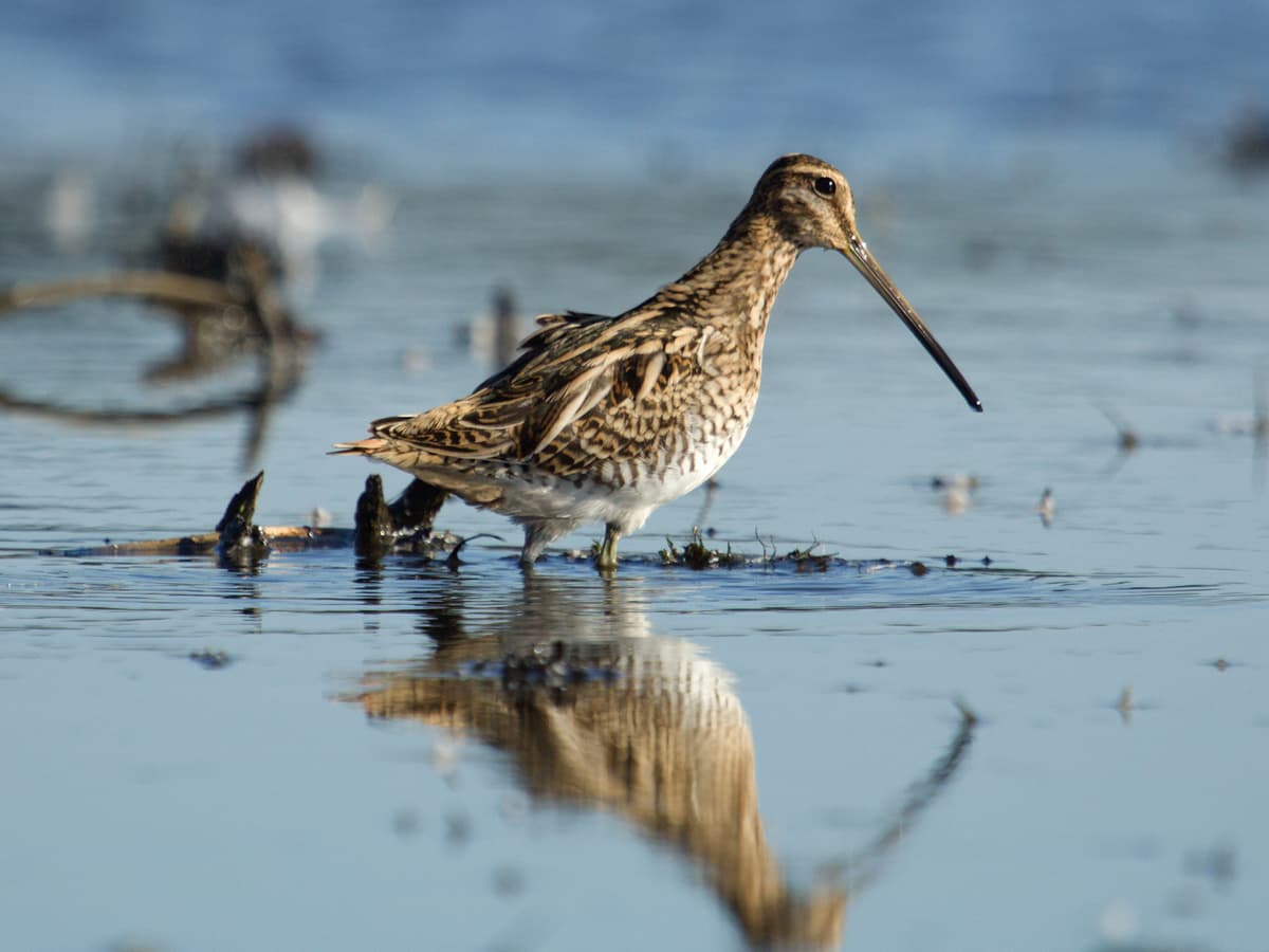 Common Snipe | Birdfact