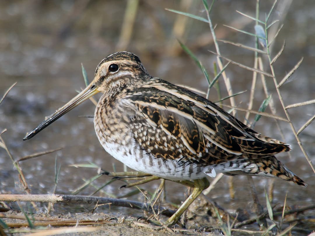Common Snipe | Birdfact