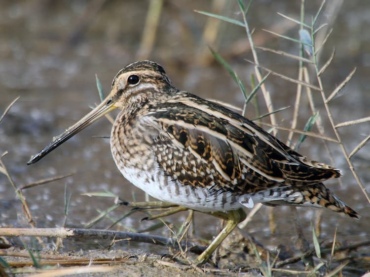 Common Snipe | Birdfact