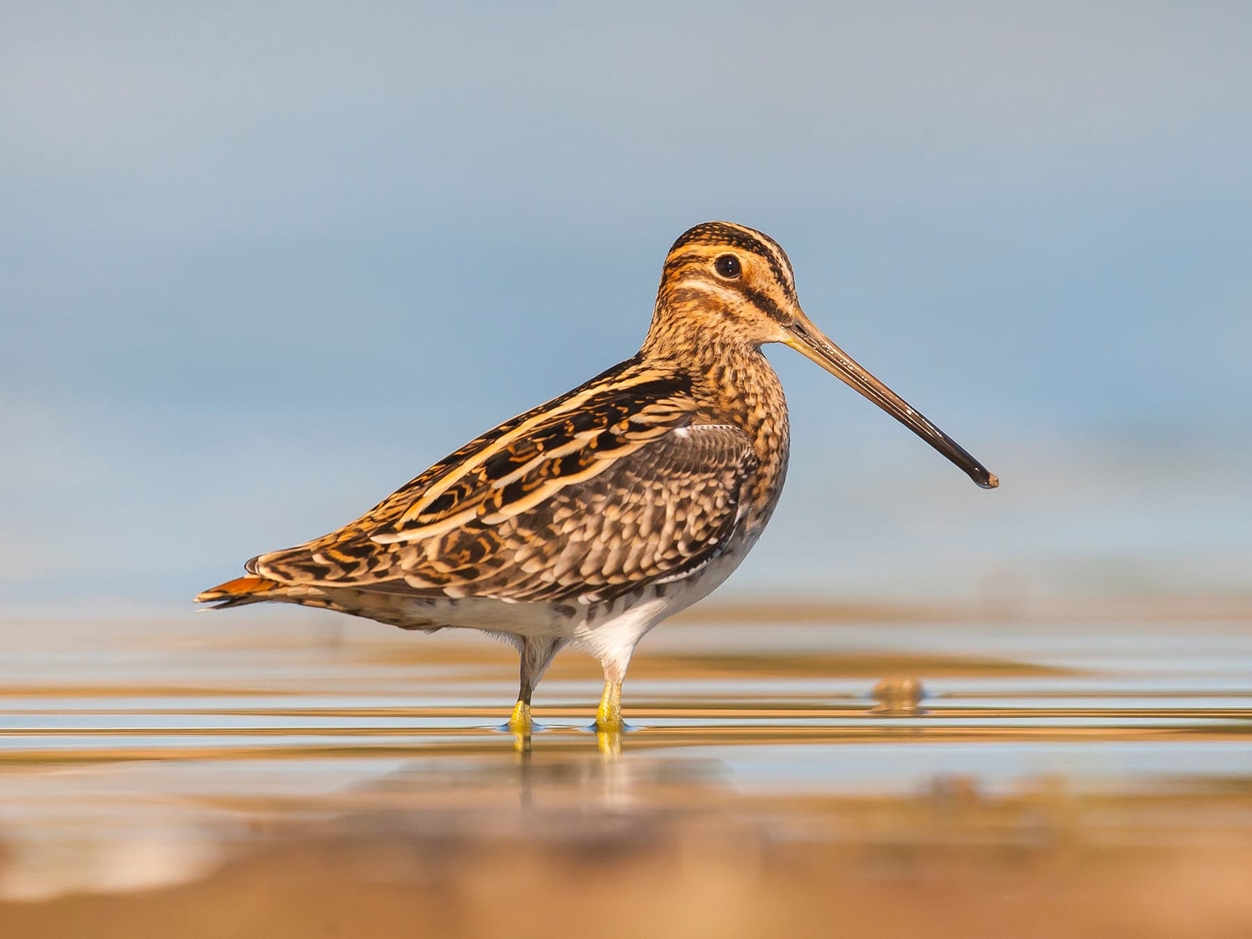 Common Snipe | Birdfact
