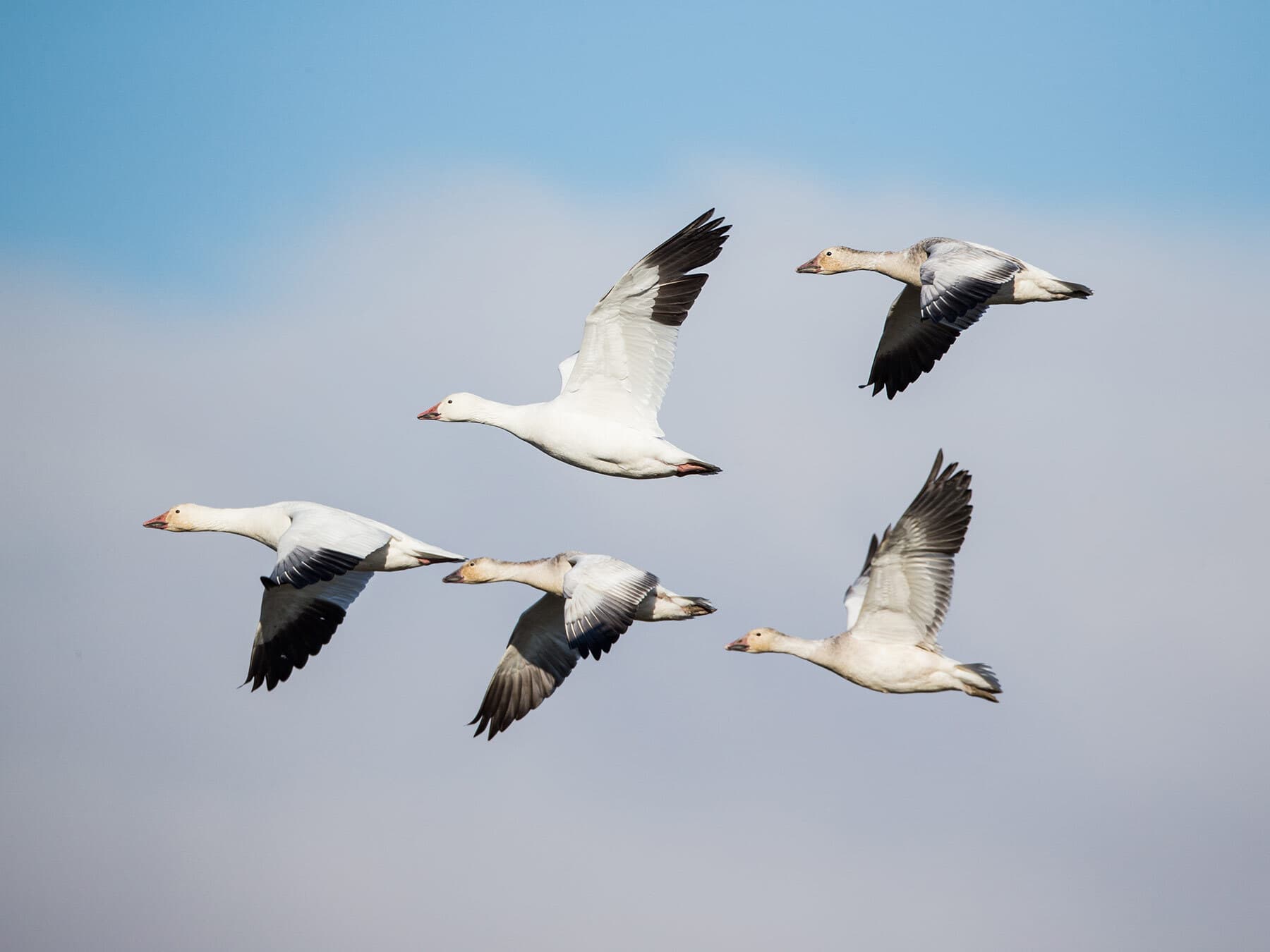 Snow Geese Migration: A Complete Guide | Birdfact
