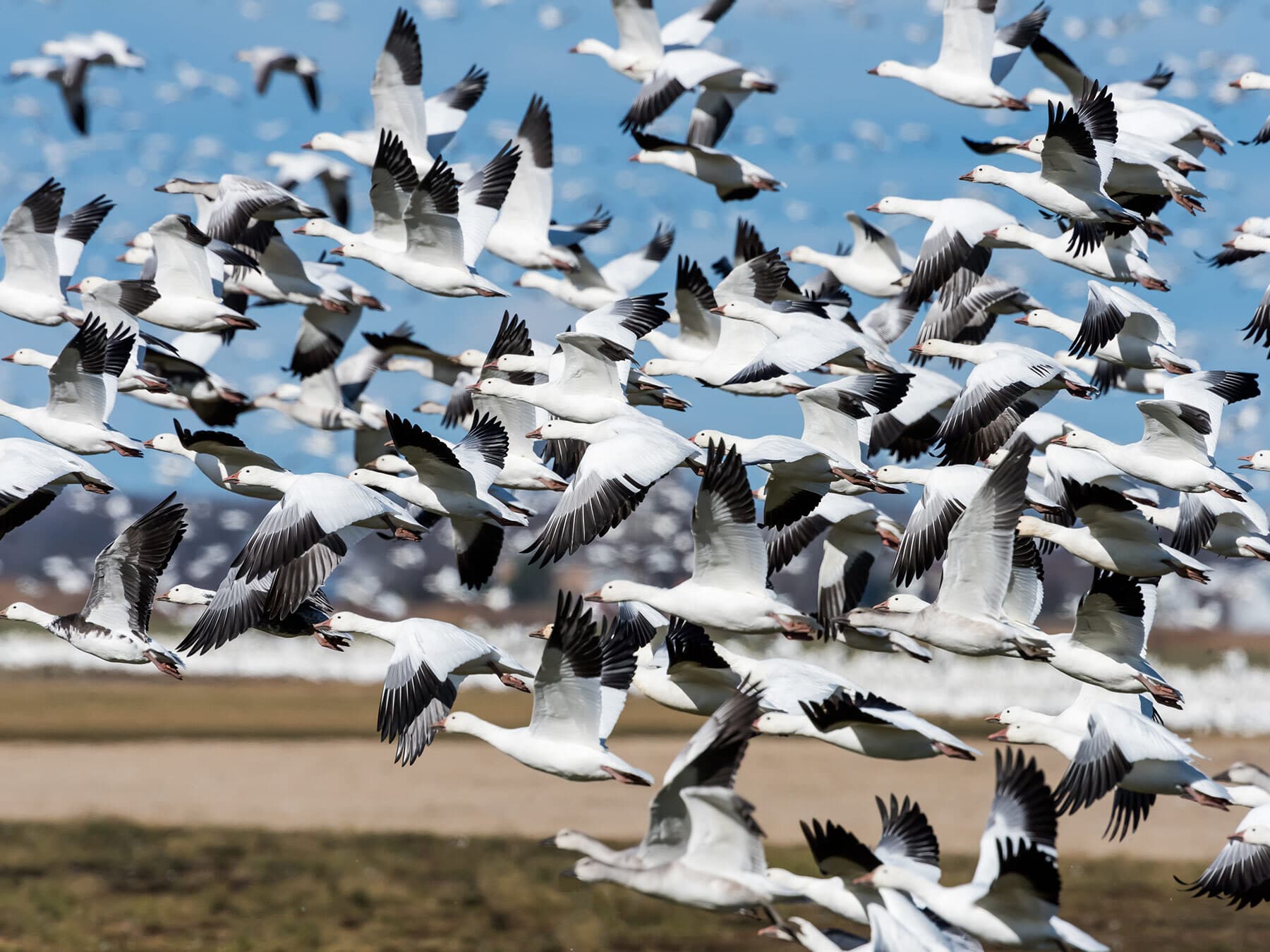 Snow Geese Migration: A Complete Guide | Birdfact