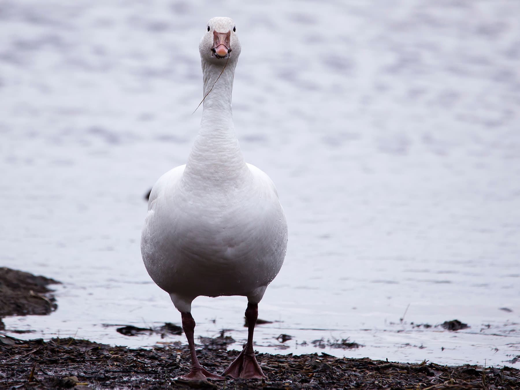 Snow Goose | Birdfact