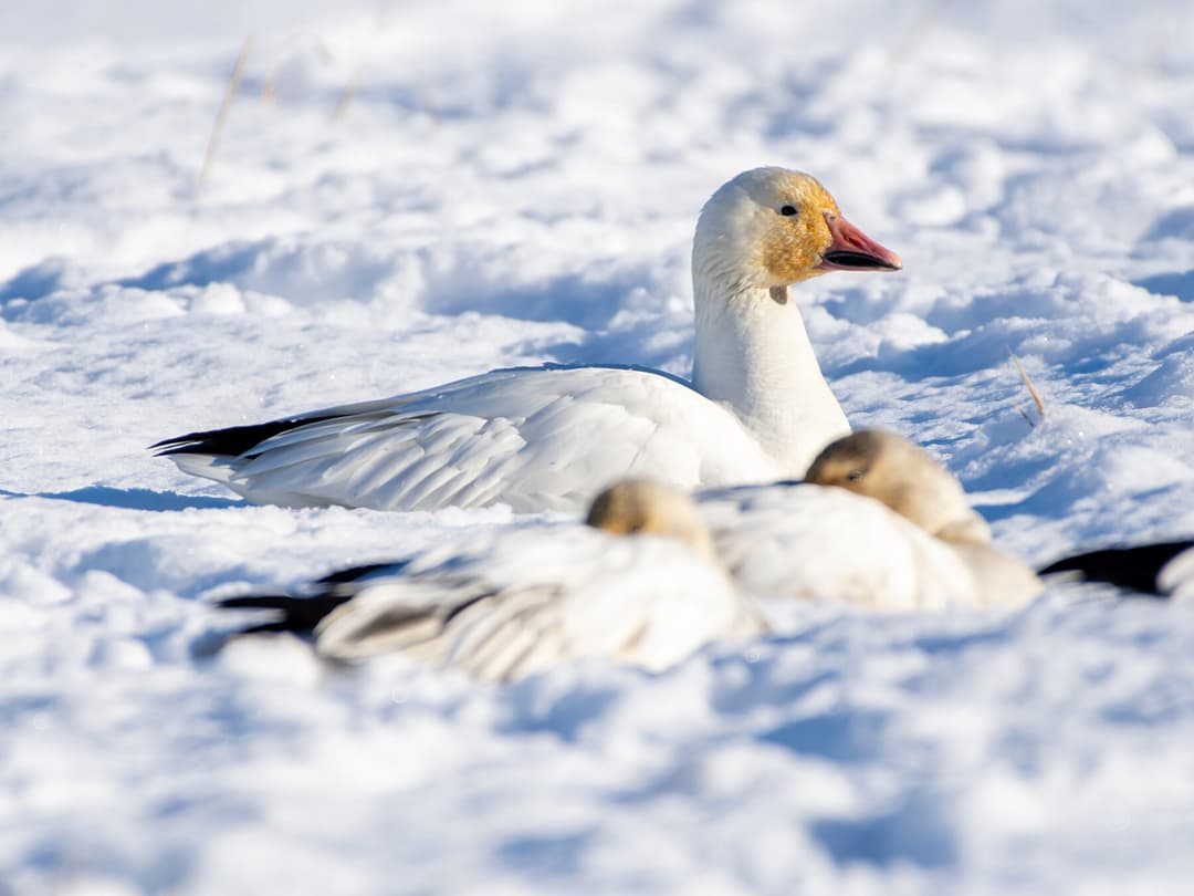 Snow Geese Migration: A Complete Guide | Birdfact