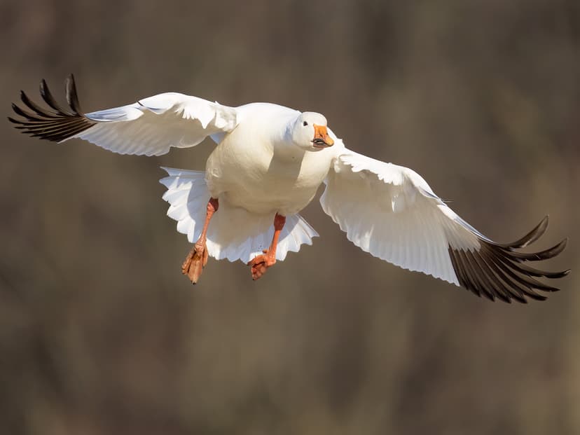Snow Goose | Birdfact